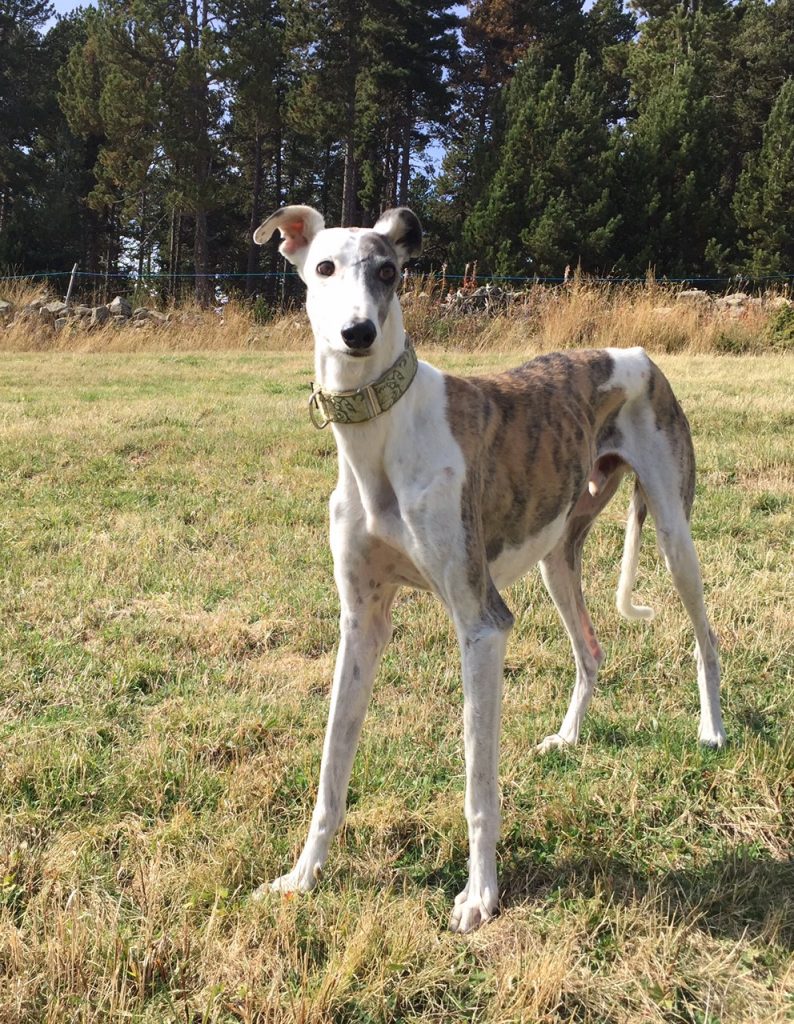 Galgo Español – NO DISPONIBLE – Animales a rodar