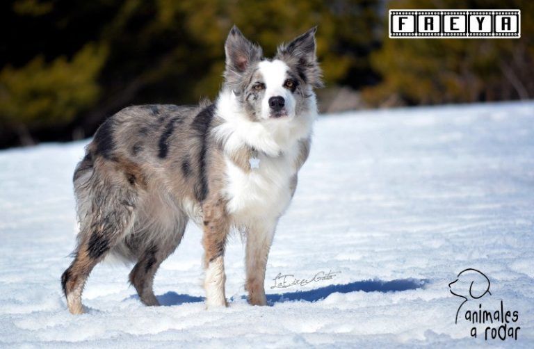 Border Collie – Animales a rodar