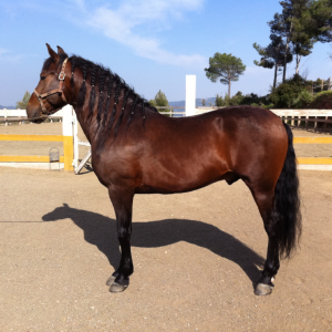 Equinos – Animales a rodar