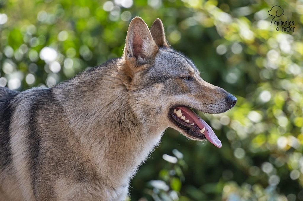 Lobo Ibérico – Animales a rodar