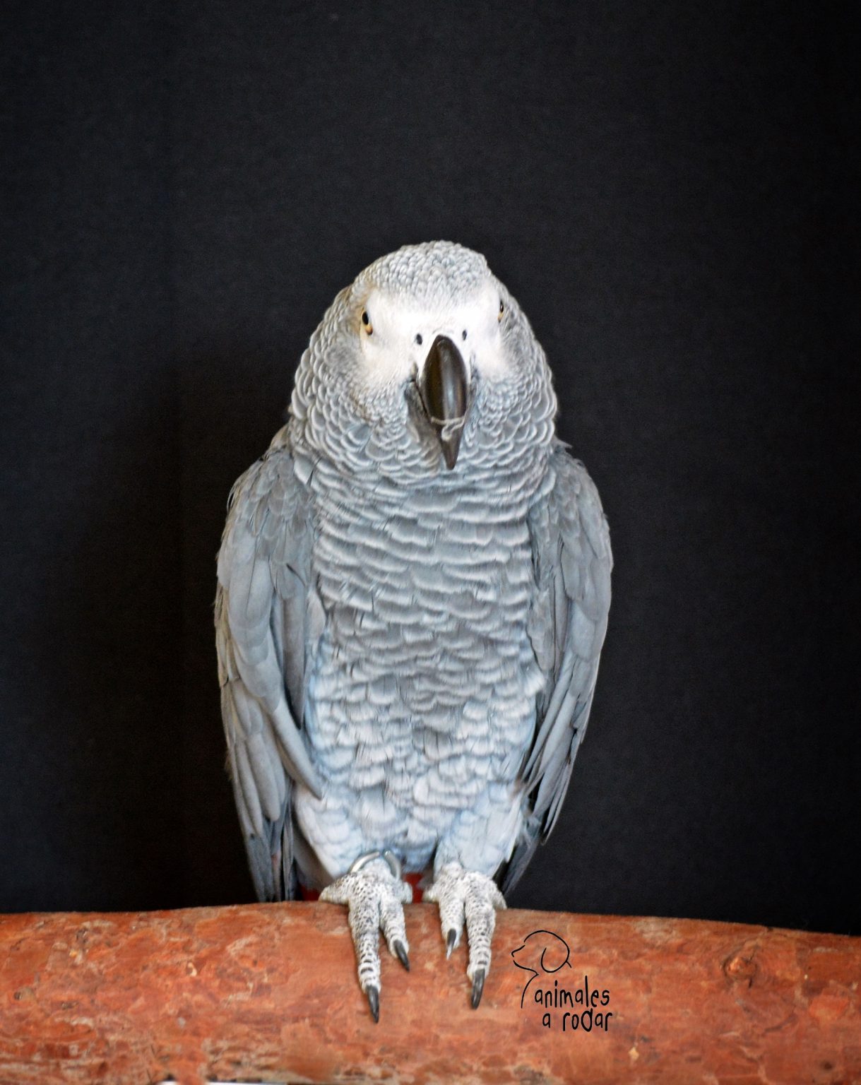 Yaco – Animales a rodar