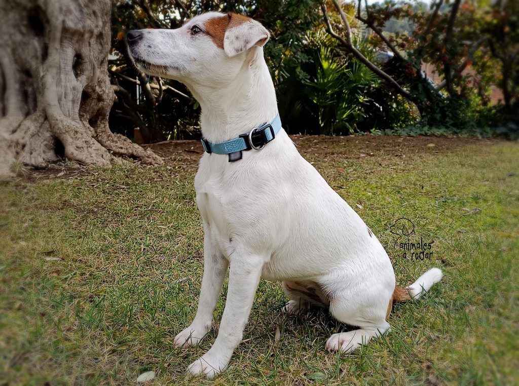 Parson Russell Terrier – Animales a rodar