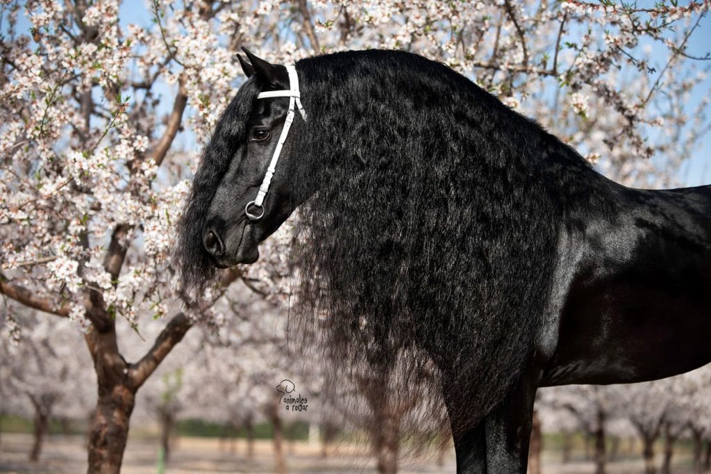 Frisón O – Animales a rodar