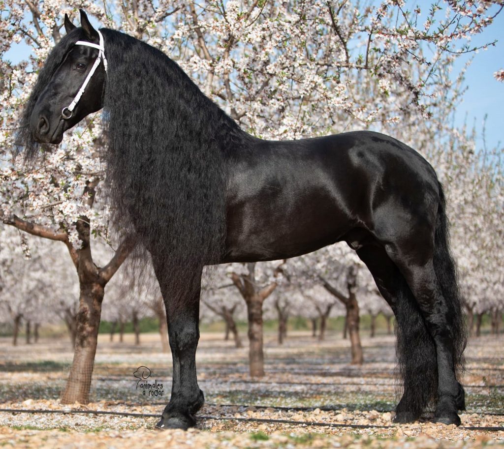 Frisón O – Animales a rodar