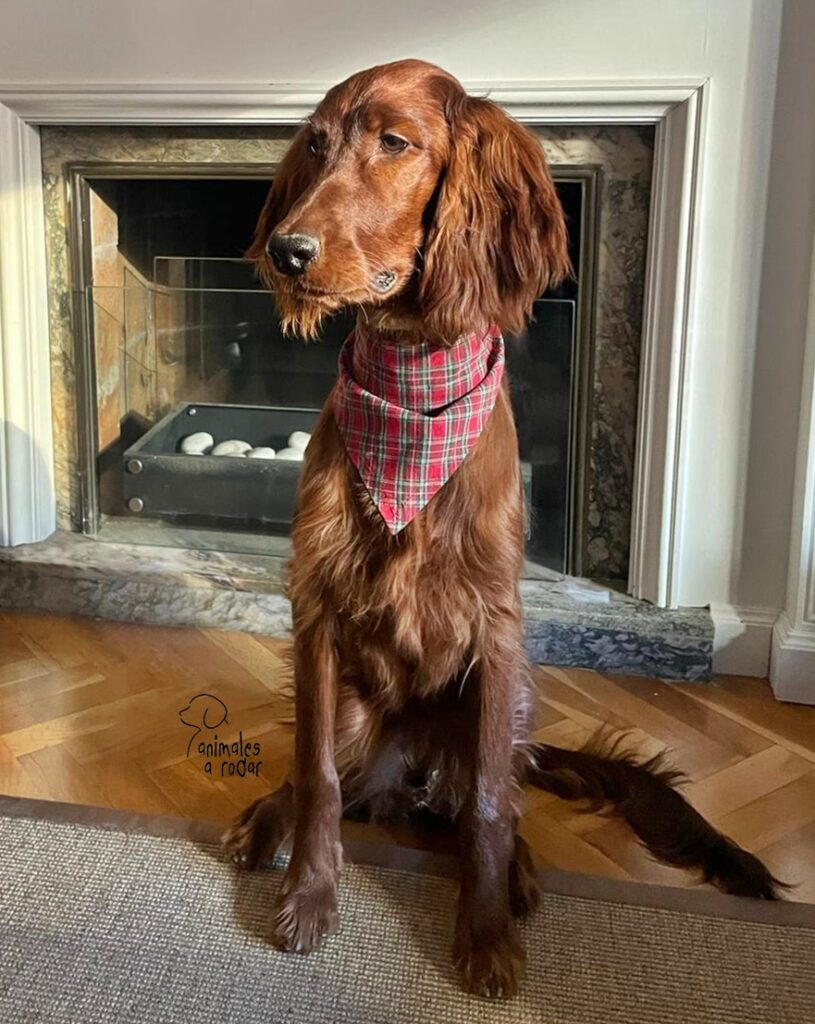 Setter Irlandés – Animales a rodar